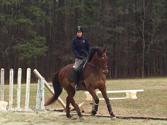 Bailey Cook Dressage