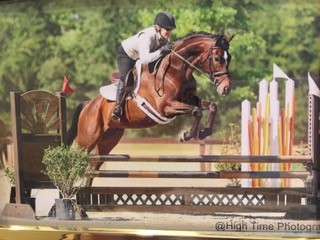 Bailey Cook Dressage