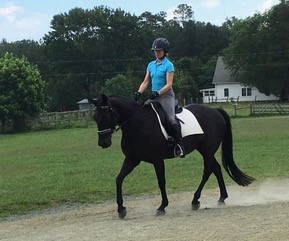 Bailey Cook Dressage
