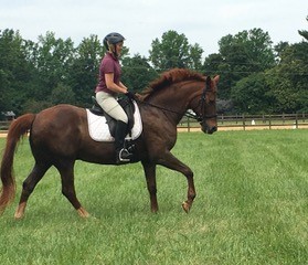 Bailey Cook Dressage